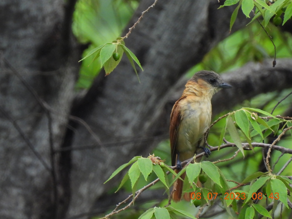 Rose-throated Becard from El Espinal, Oax., México on July 8, 2023 at ...
