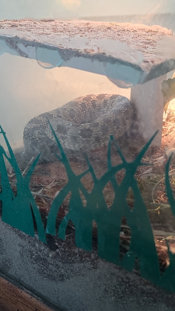 Plains Hognose Snake from South Bend, NE, USA on July 9, 2023 at 01:03 ...