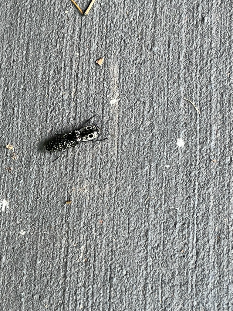 Something by Abby Flanders · iNaturalist