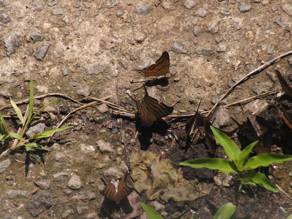 Many-banded Daggerwing from WWFG+7P4 San José Palo Grande, Suchitoto ...
