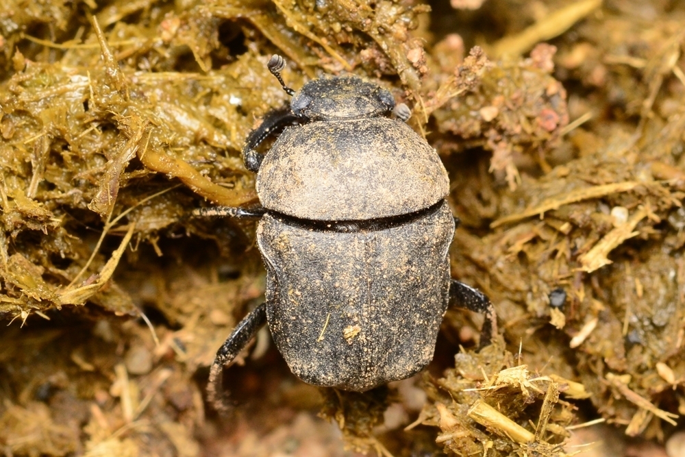 Gymnopleurus mopsus from Töv, Mongolia on July 1, 2023 at 03:22 PM by ...