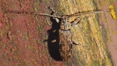 Sybra ordinata · iNaturalist