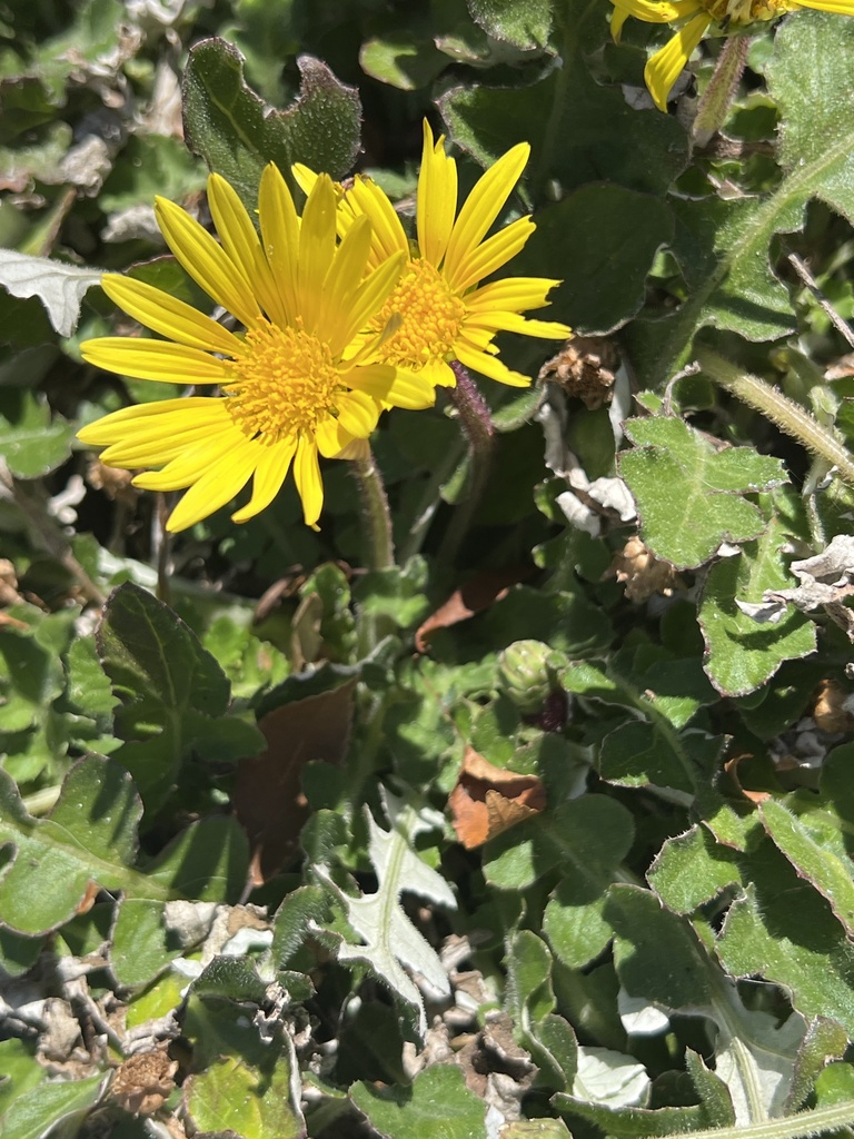 Prostrate Capeweed from Wellesley Ct, Mountain View, CA, US on July 9 ...