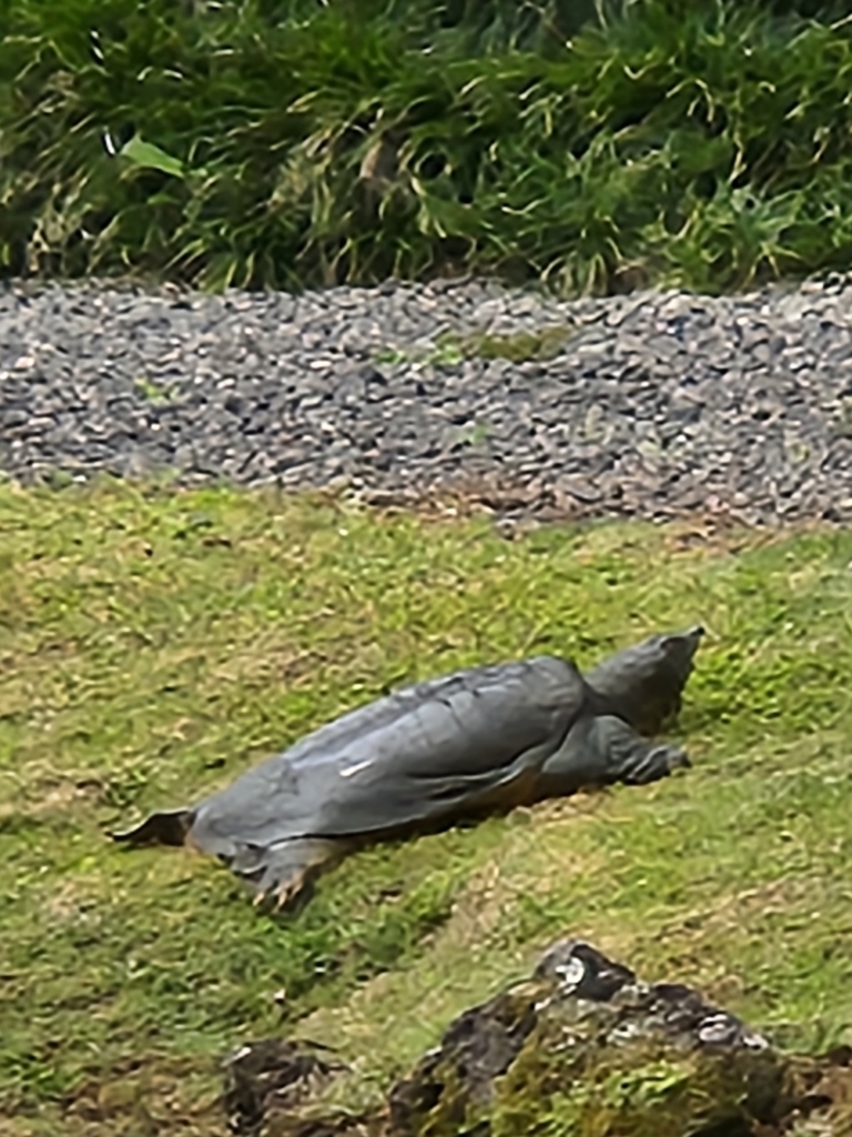 Chinese Softshell Turtle from Ahuimanu, HI 96744, USA on July 9, 2023 ...