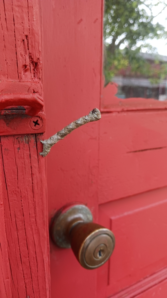 Curved-toothed Geometer Moth from Waretown, Ocean Twp, NJ 08758, USA on ...