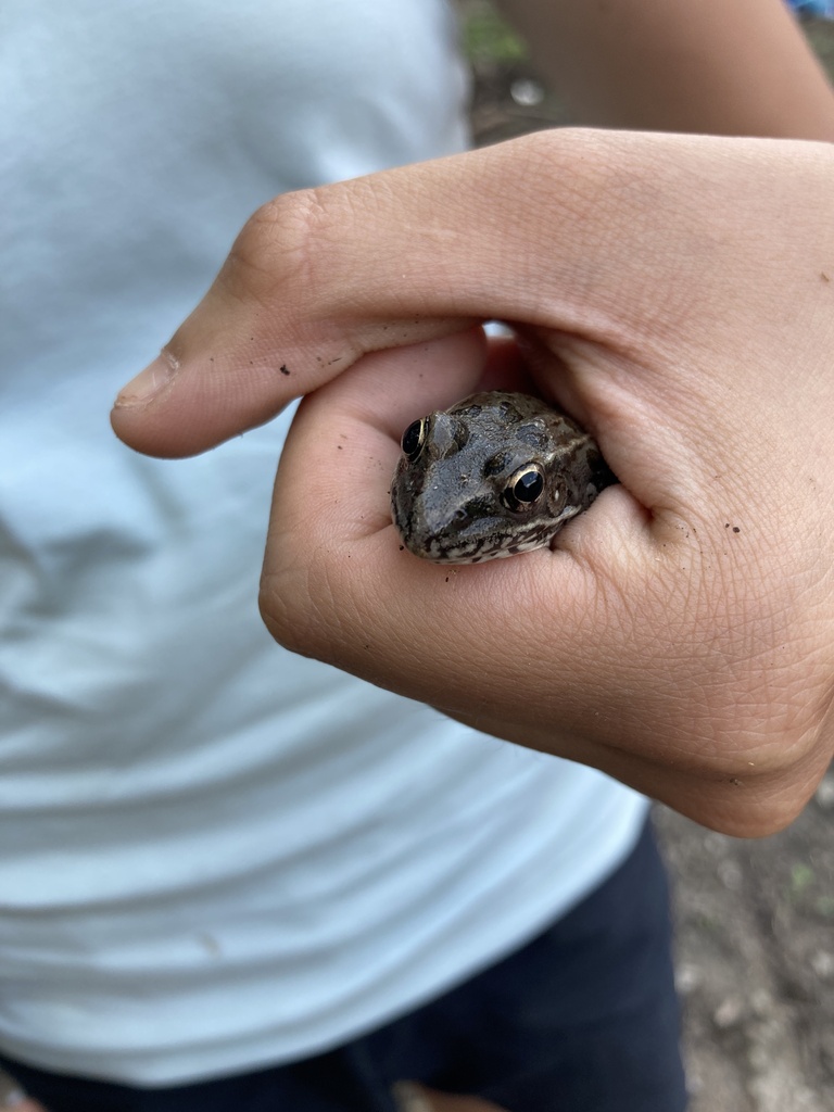 Plains Leopard Frog from E Broad St, Blue Springs, NE, US on July 9 ...