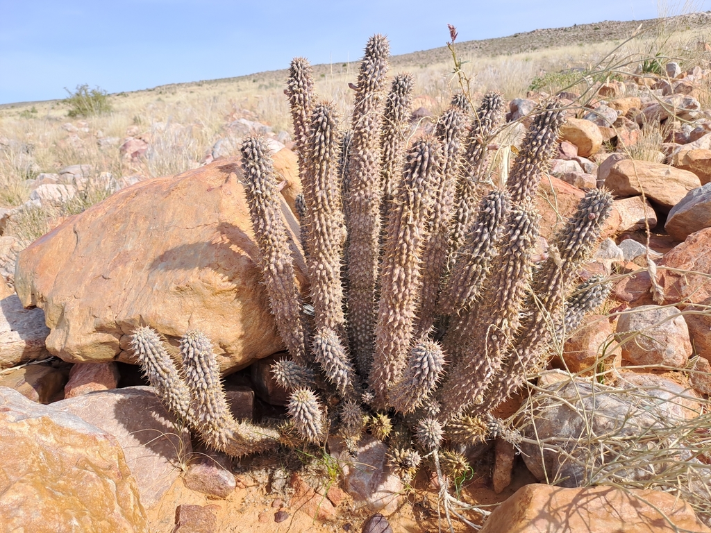 Wild Ghaap in July 2023 by Evan Kortjé · iNaturalist