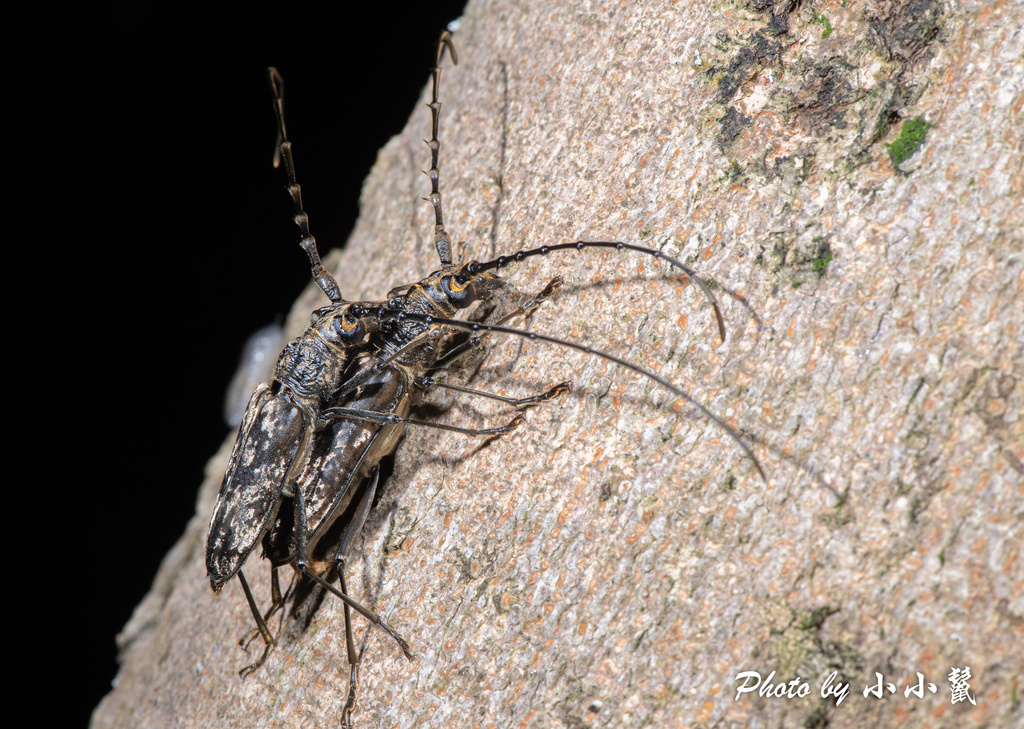 Trirachys orientalis from 杭州西湖风景名胜区, 杭州市, 浙江省, CN on July 9, 2023 at 09 ...