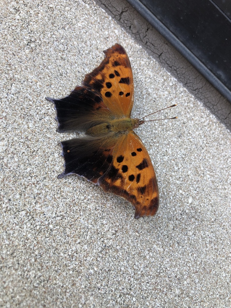 Question Mark from E 18th St, Kansas City, MO, US on July 9, 2023 at 11 ...