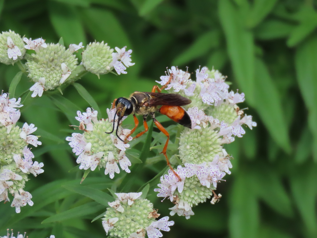 Great Golden Digger Wasp in July 2023 by Shawn Canady Gamble · iNaturalist