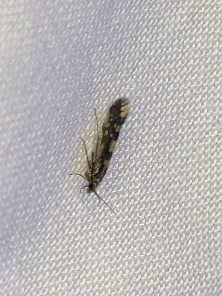 Winged and Once-winged Insects from Colchester CO4, UK on July 7, 2023 ...