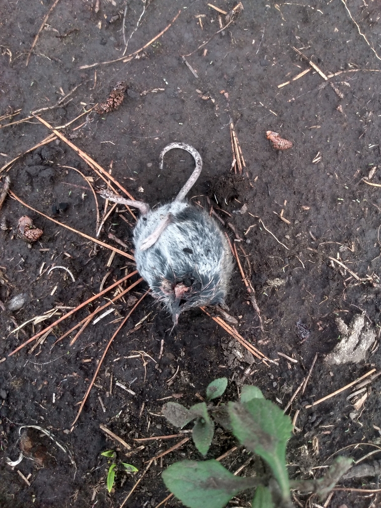 North American Least Shrew from 12935 CDMX, México on July 8, 2023 at ...