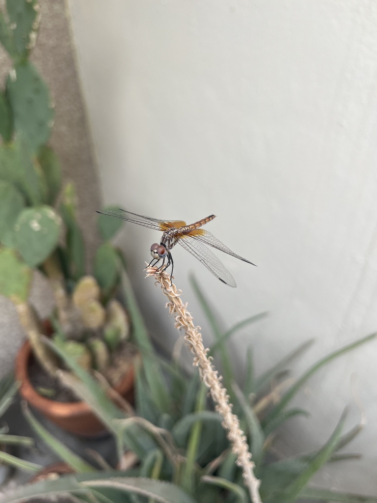 Violet Dropwing from Al Mubarraz Boulevard, الظهران, Eastern Region, SA ...
