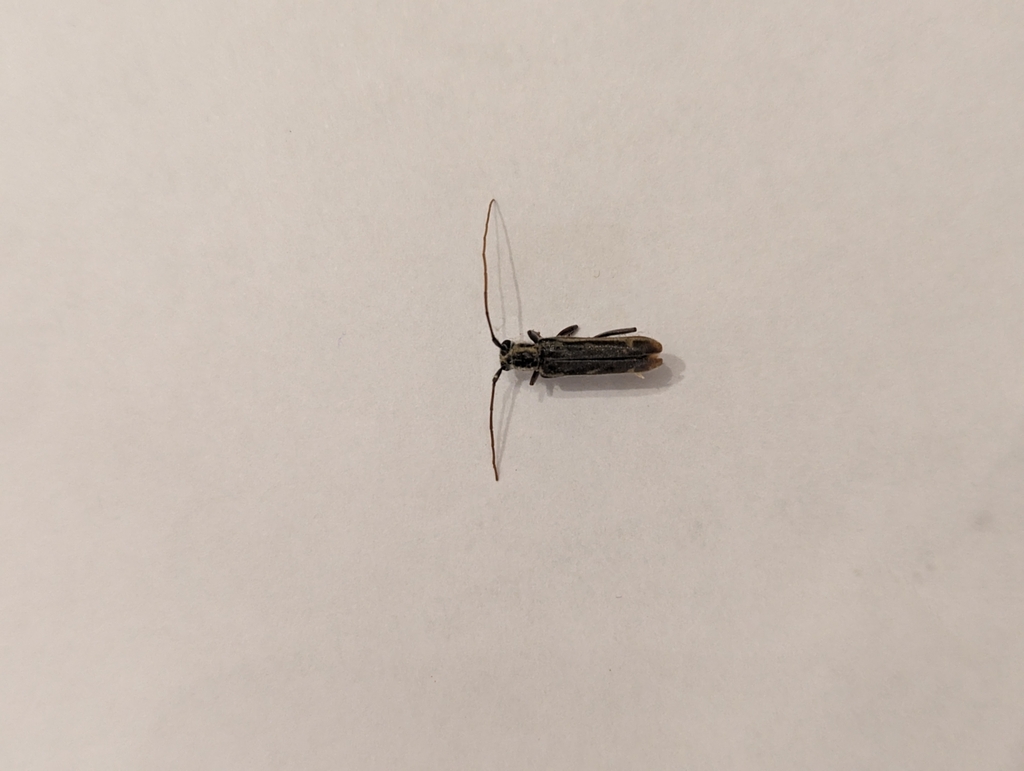 Saperda imitans from Woodbridge, CT 06525, USA on July 9, 2023 at 06:18 ...