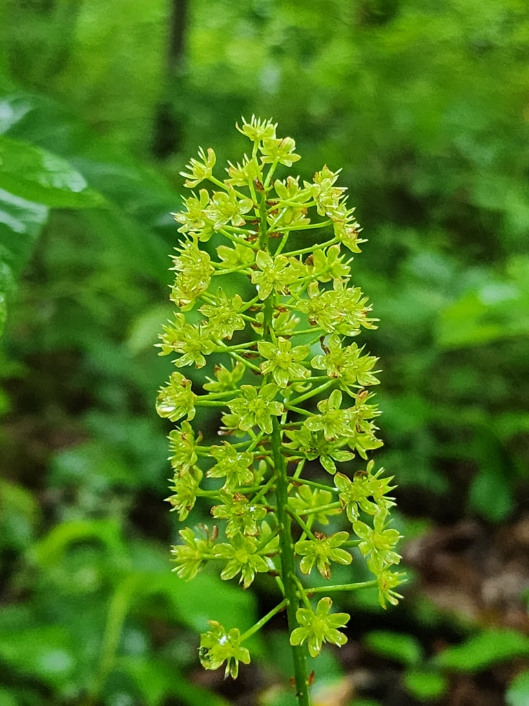 fly poison in July 2023 by Travis Neal · iNaturalist