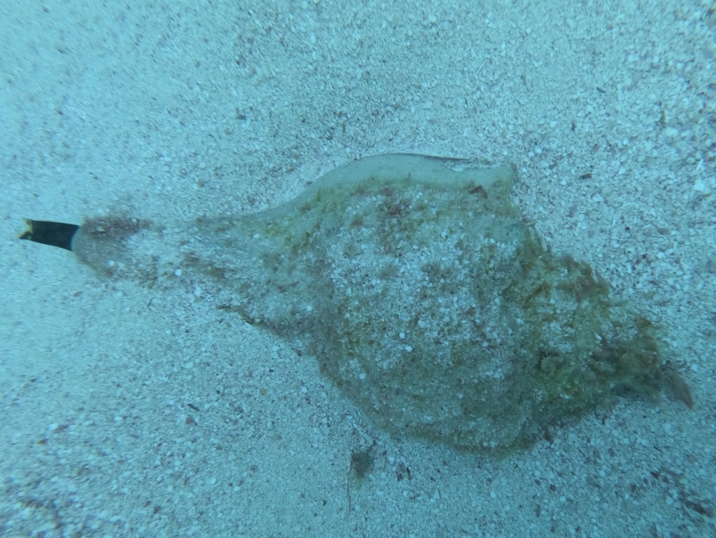 West Indian Chank Shell from Arrecifes de Puerto Morelos, Q. Roo on ...