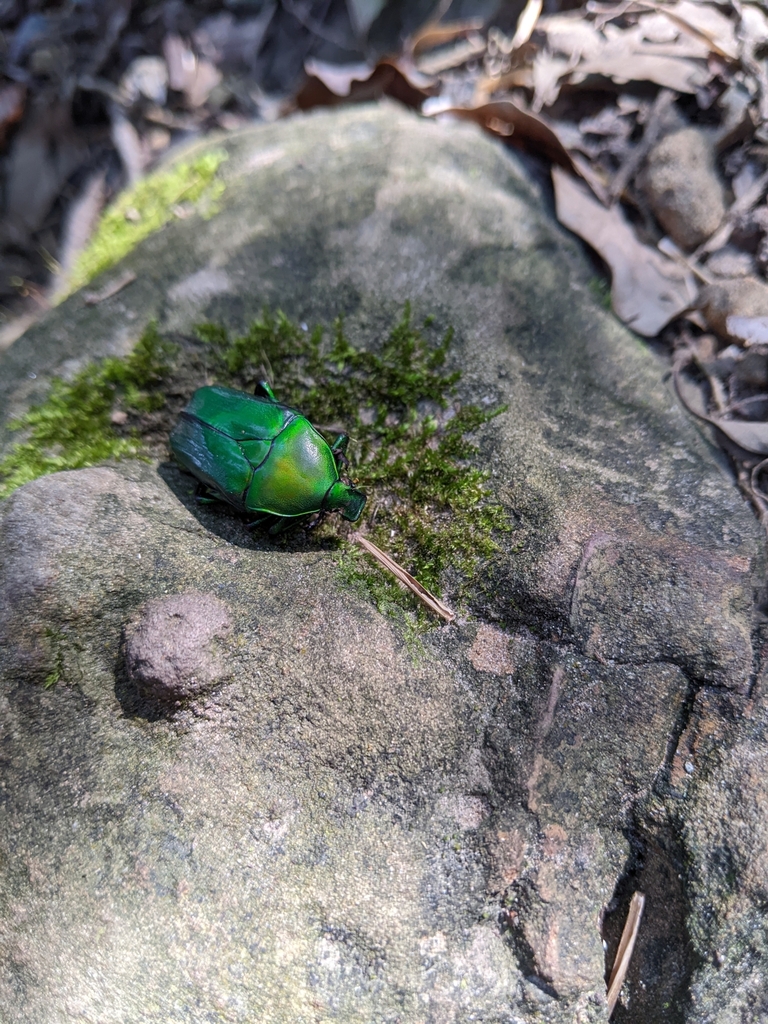 Scarabs from 424台灣台中市和平區自由里 on July 8, 2023 at 09:14 AM by MS L ...