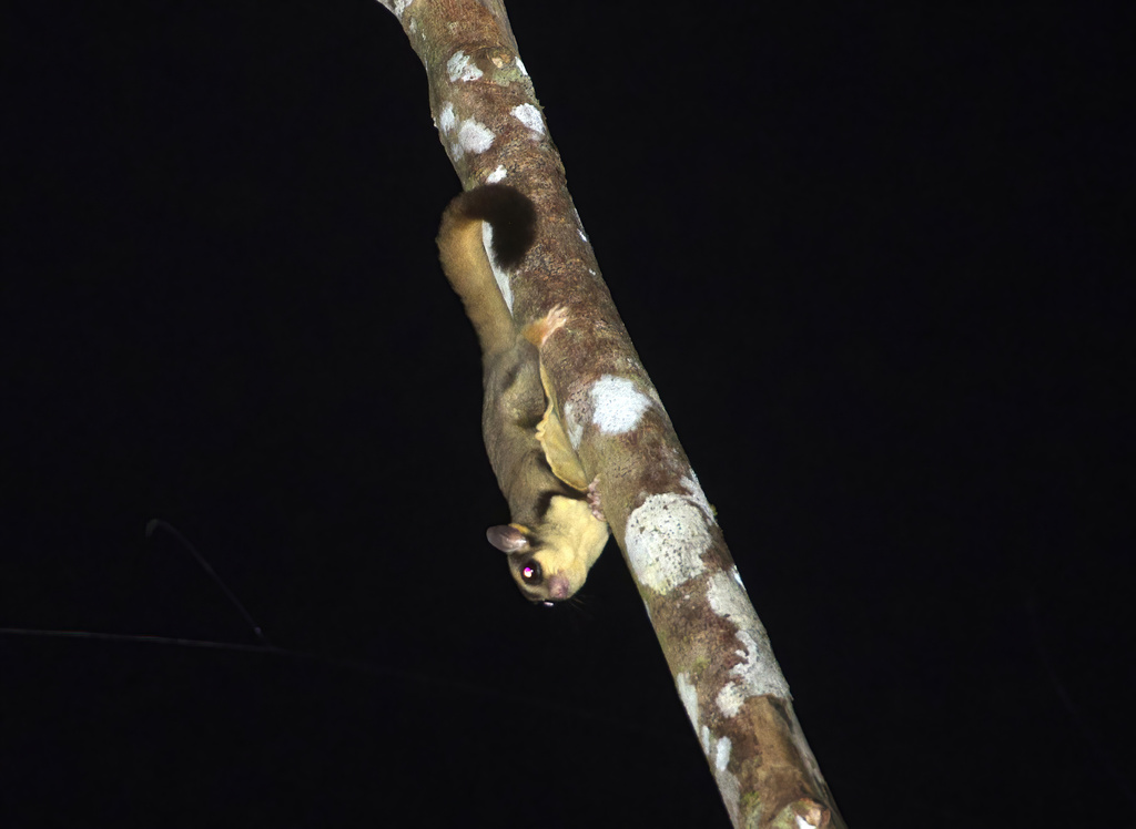 Biak Glider from Biak Numfor Regency, Papua, Indonesia on July 7, 2023 ...