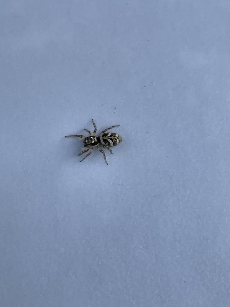 Zebra Jumping Spider from Shoshone Falls Park, Twin Falls, ID, US on ...