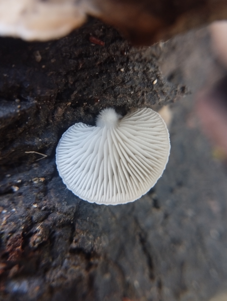 Crepidotaceae from El Tabo, Valparaíso, Chile on July 9, 2023 at 08:27 ...