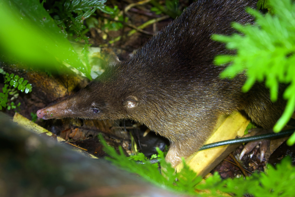 Common Echymipera from Biak Numfor Regency, Papua, Indonesia on July 7 ...