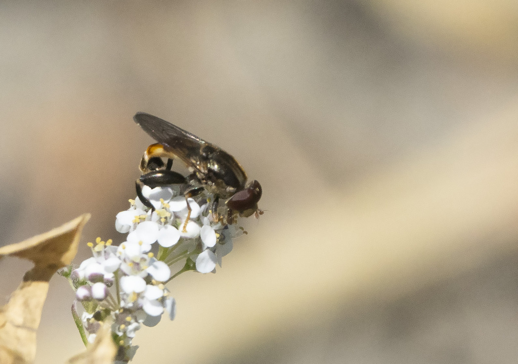 Common Thick-leg Fly from Yolo County, CA, USA on July 8, 2023 at 10:56 ...