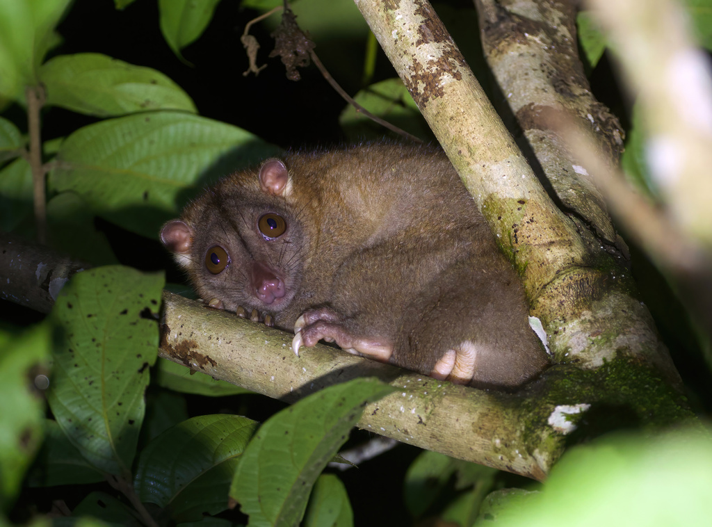Northern Common Cuscus from Biak Numfor Regency, Papua, Indonesia on ...