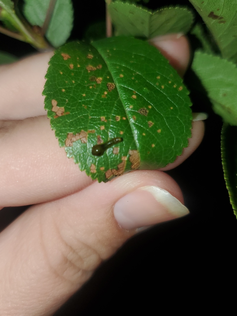 Cherry Slug Sawfly from Castile, NY 14427, USA on July 9, 2023 at 08:47 ...
