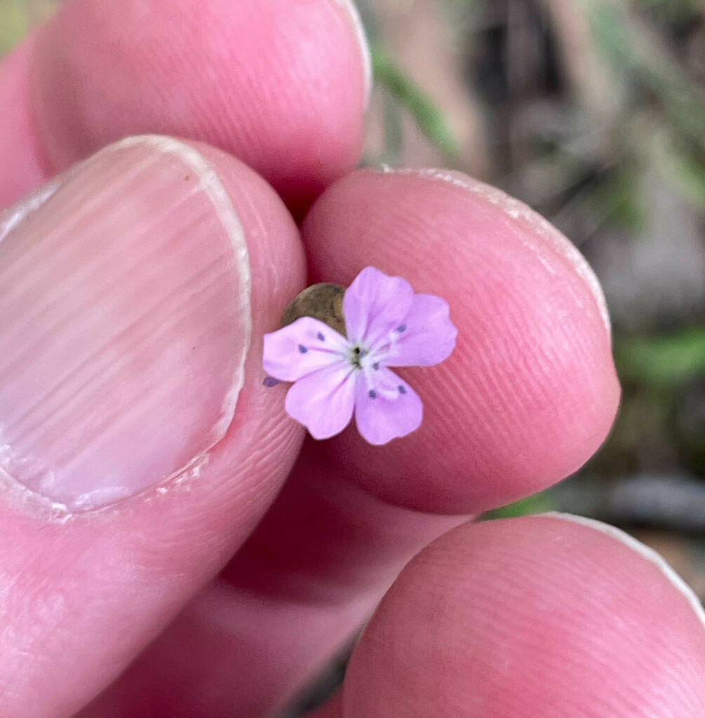 Proliferous Pink in July 2023 by johnbotany · iNaturalist