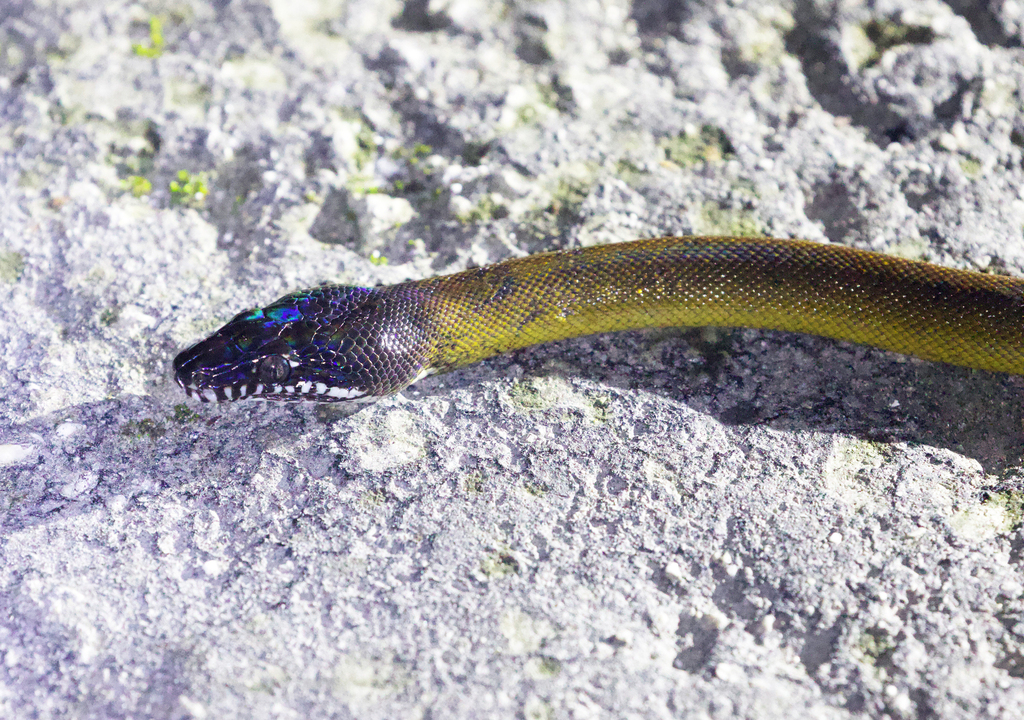 D’Albertis' Python from Biak Numfor Regency, Papua, Indonesia on July 9 ...