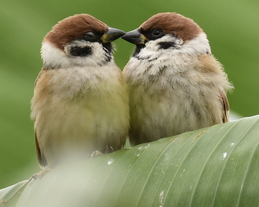 Eurasian Tree Sparrow from 50 Tin Ping Road, Sheung Shui, New ...