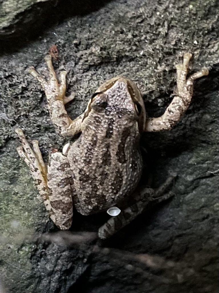 Sierran Tree Frog from Walenta Dr, Moscow, ID, US on July 5, 2023 at 08 ...