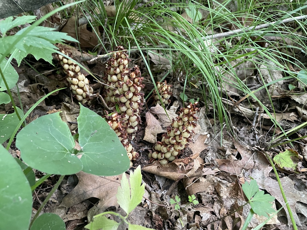 American cancer-root in July 2023 by Eriko Kojima · iNaturalist