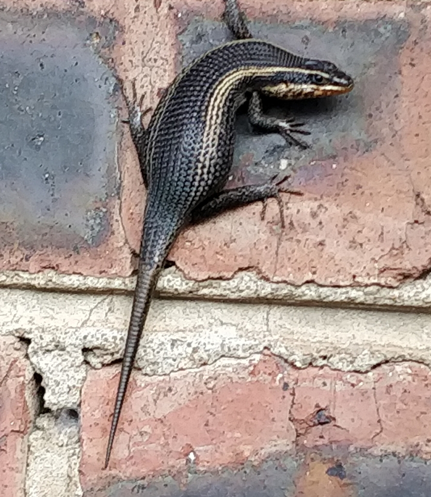 Speckled Rock Skink from 82 2nd Ave, Melville, Johannesburg, 2109 ...