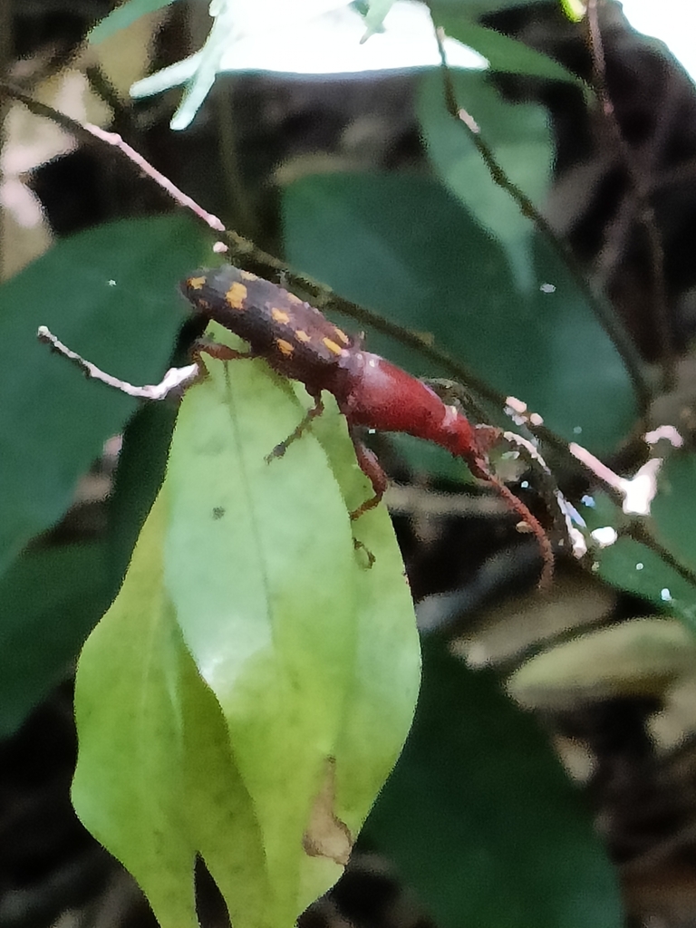 Baryrhynchus poweri from Taoyuan, TW-TP, TW on July 8, 2023 at 11:48 AM ...