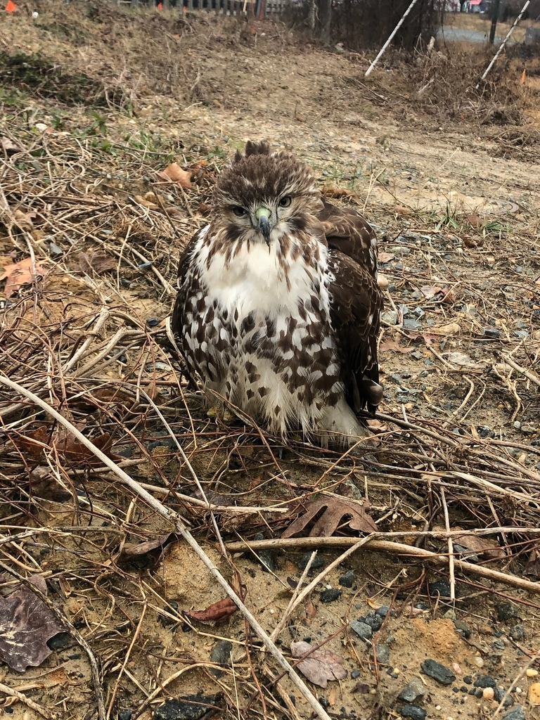 Red-tailed Hawk from 3–19 Foreston Woods Dr, Stafford, VA, US on ...