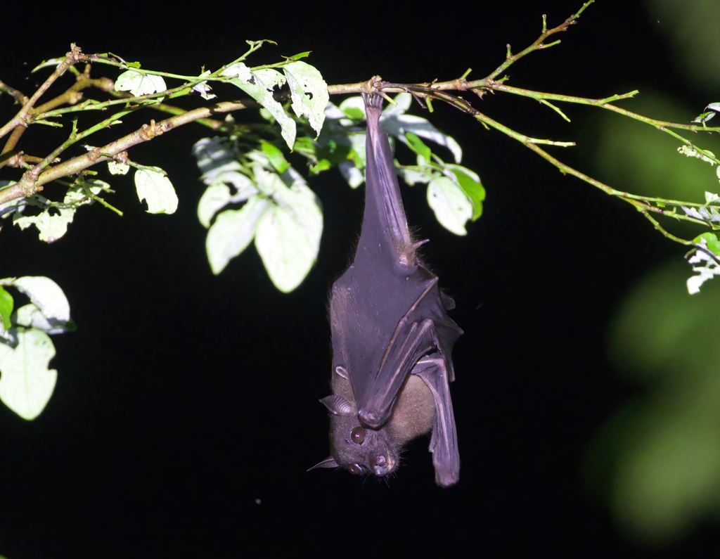 Biak Naked-backed Fruit Bat in July 2023 by Scott Baker · iNaturalist