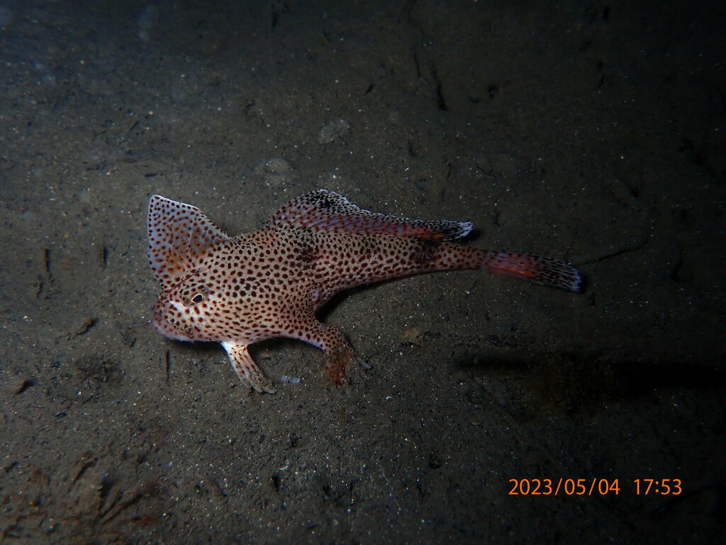 Spotted Handfish in May 2023 by Agathe · iNaturalist