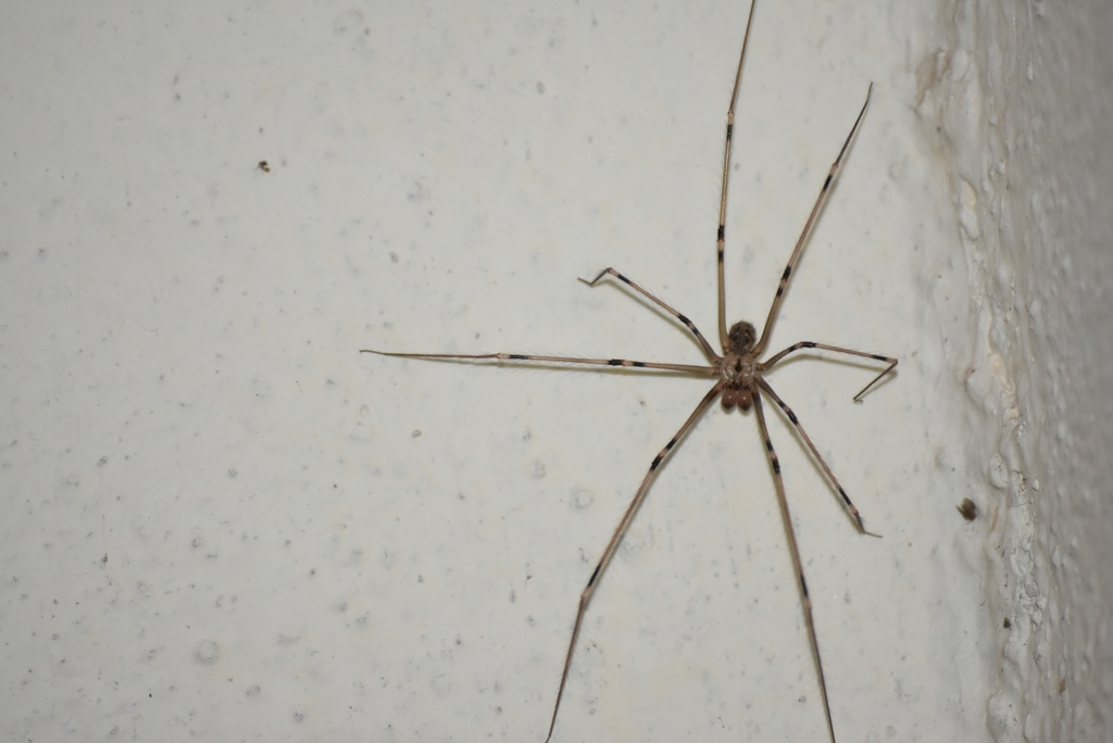 Giant Daddy-long-legs Spider from 5/A, Saraswati Colony West, Gulmandi ...