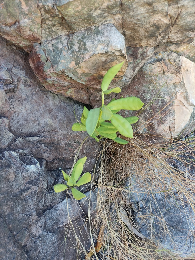 native hoya from Litchfield Park NT 0822, Australia on July 8, 2023 at ...