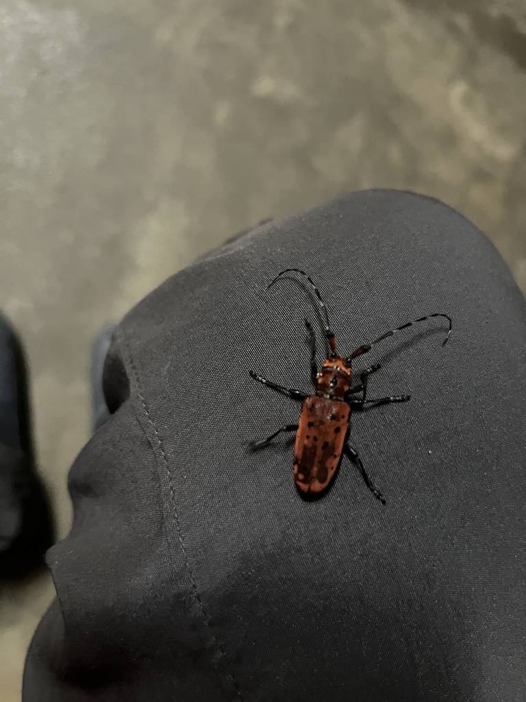 Eupromus ruber from Mikuriya, Daisen, Saihaku-Gun, Tottori, JP on July ...