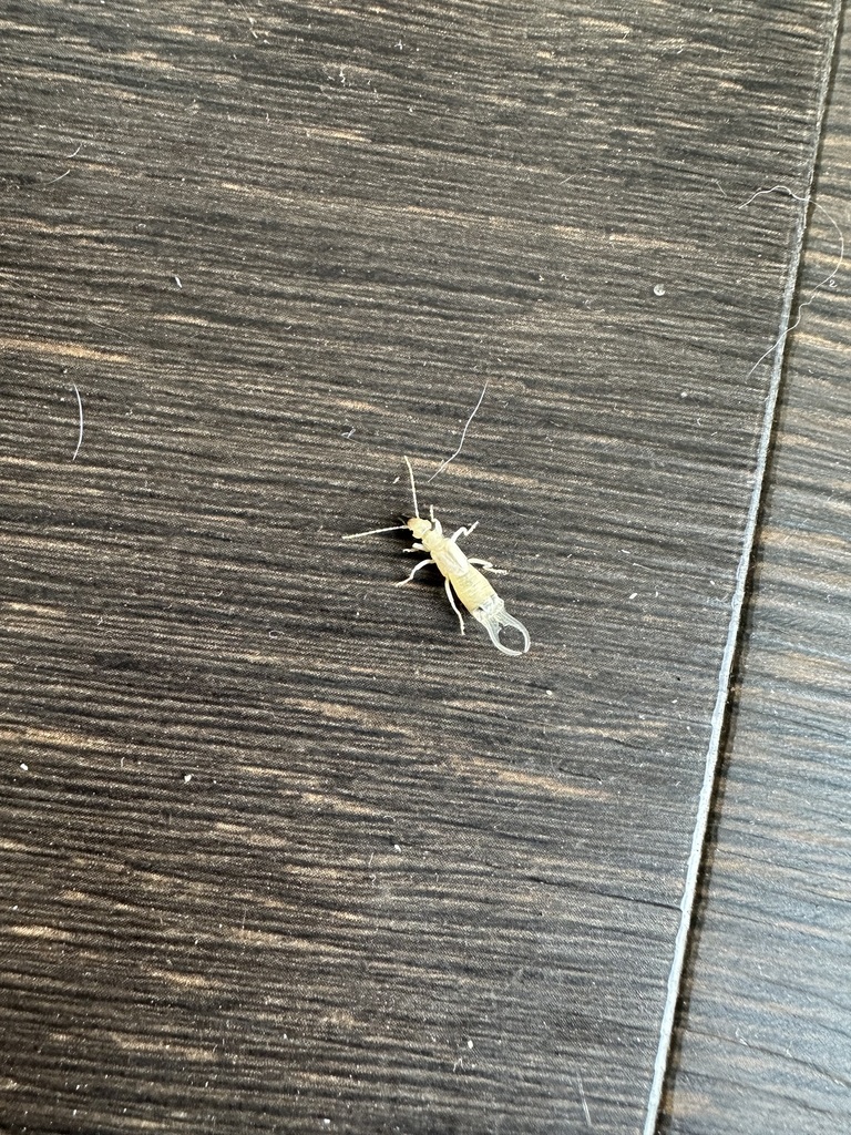 European Earwig from Stamford PE9, UK on July 10, 2023 at 12:54 PM by ...