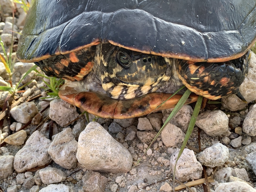 Chicken Turtle in July 2023 by dee fairbanks · iNaturalist