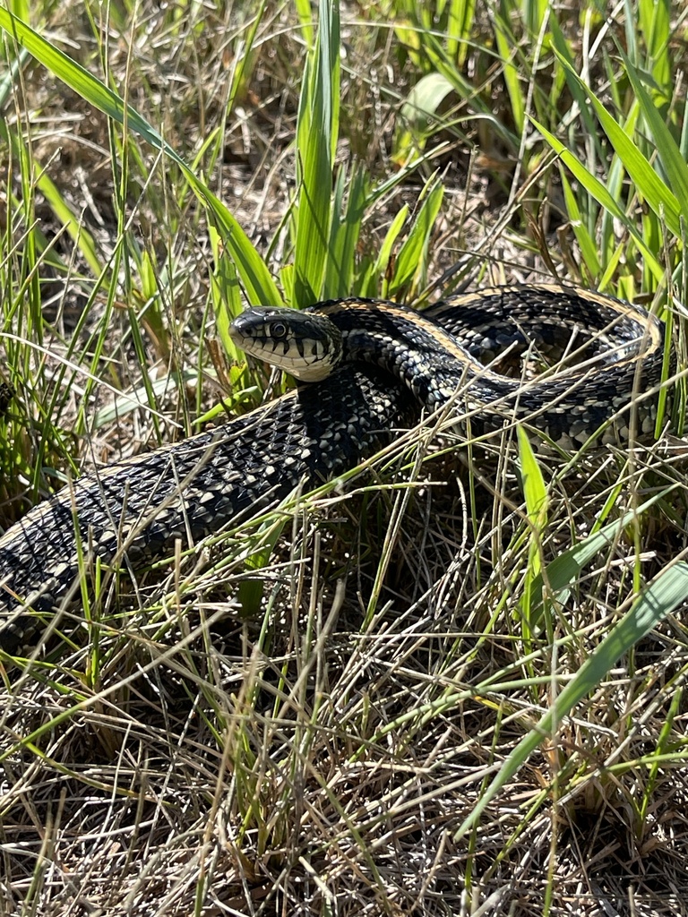 Plains Garter Snake from Diamond St, Lyons, NE, US on July 9, 2023 at ...