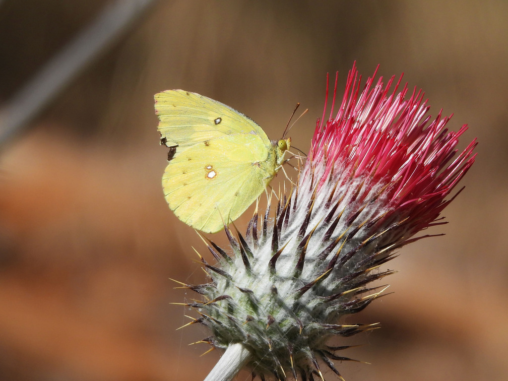 California Dogface in July 2023 by Teale Fristoe · iNaturalist