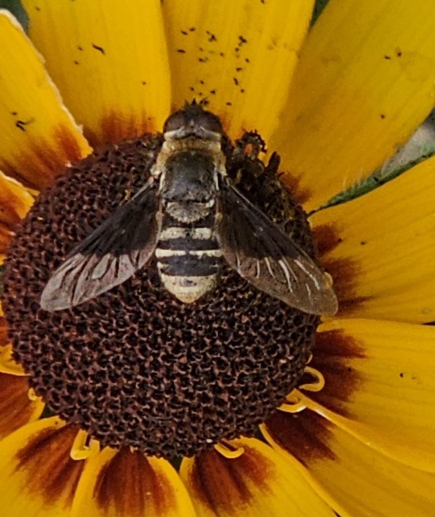 banded bee flies from Keller, TX, USA on July 10, 2023 at 09:22 AM by ...
