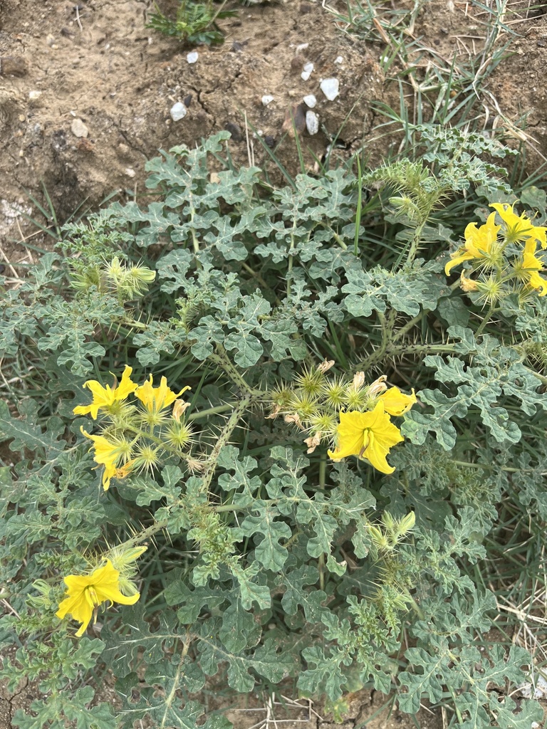 buffalo-bur from Bradley Dr, Lewisville, TX, US on July 10, 2023 at 09: ...