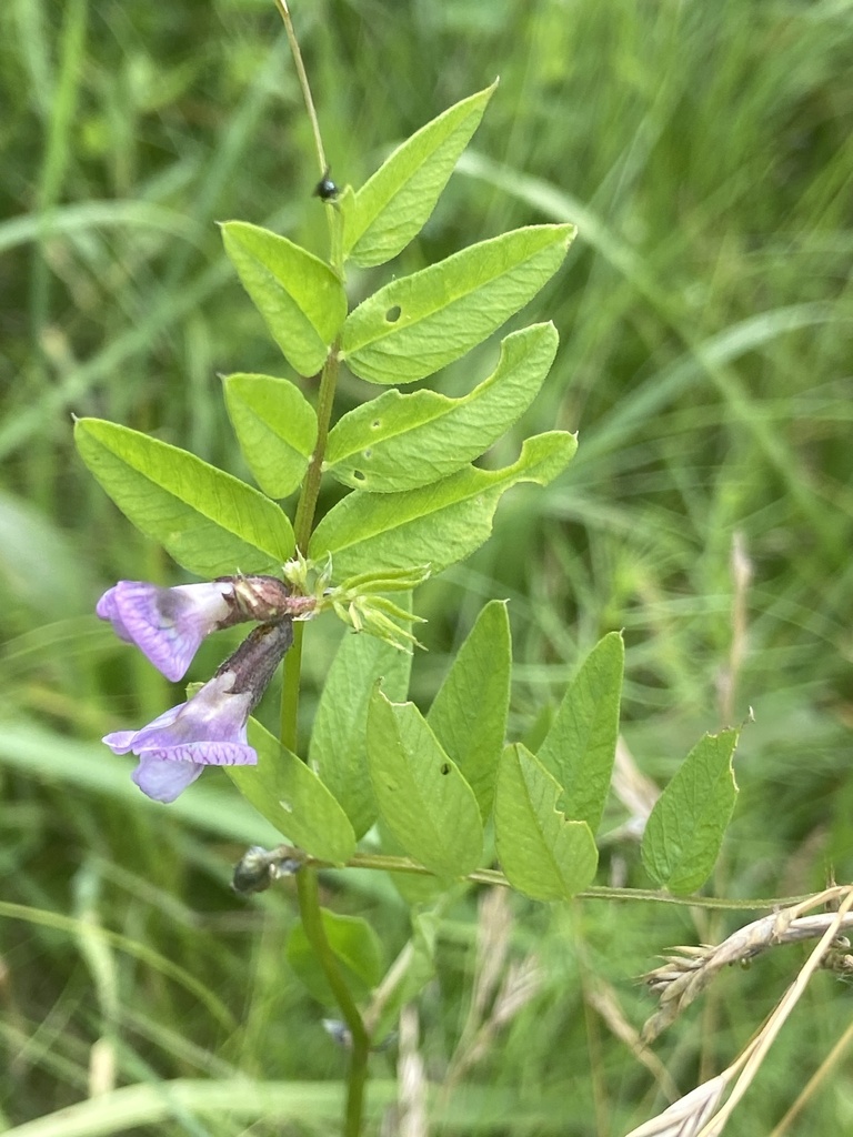 Bush Vetch from Київ, Київ, UA on July 10, 2023 at 11:26 AM by Юлія ...