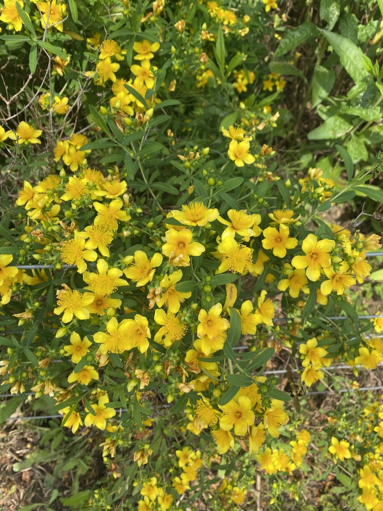 Kalm's St. John's-wort from Lake Ontario, Toronto, ON, CA on July 9 ...