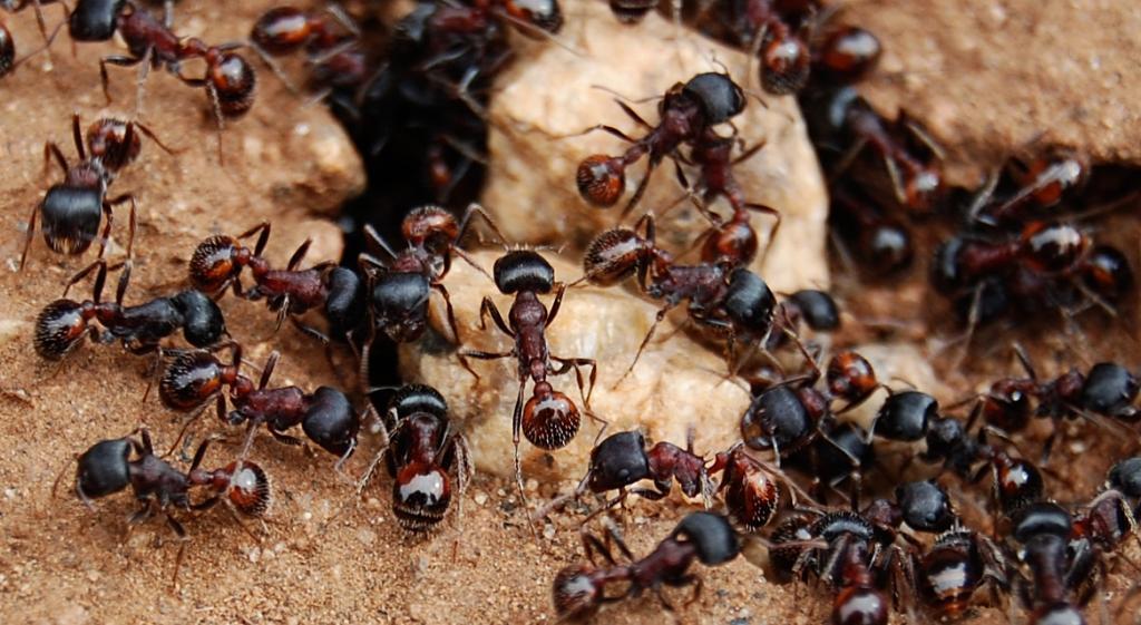 Rough Harvester Ant from Hollenbeck Canyon on April 14, 2013 by Jem ...
